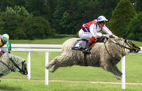 Advertiser.ie - Ewe better believe it — they’re racing sheep at Oughterard