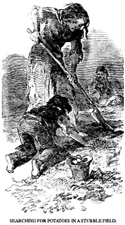 Advertiser.ie - Fish - Not regarded as real food during the Great Famine