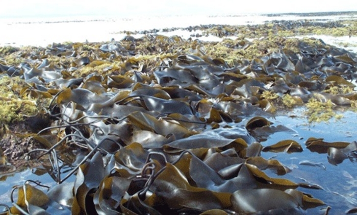 Advertiser.ie - Seaweed cutters fear for the future