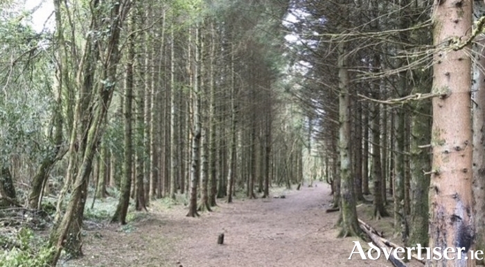 Advertiser.ie - Galway 2020's Our Place at Merlin Woods