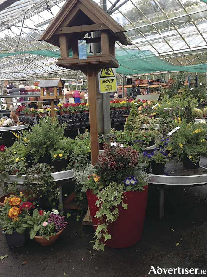 Advertiser.ie - More than forty years of history at Dangan House Garden ...