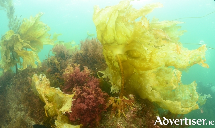 Advertiser.ie - First record of Golden kelp in Belmullet