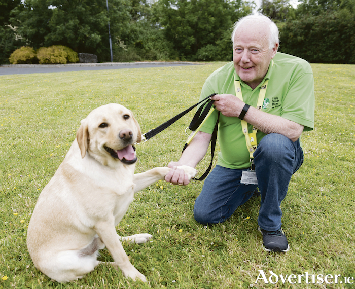 Advertiser.ie - Zander’s the new canine face for the Guide Dogs