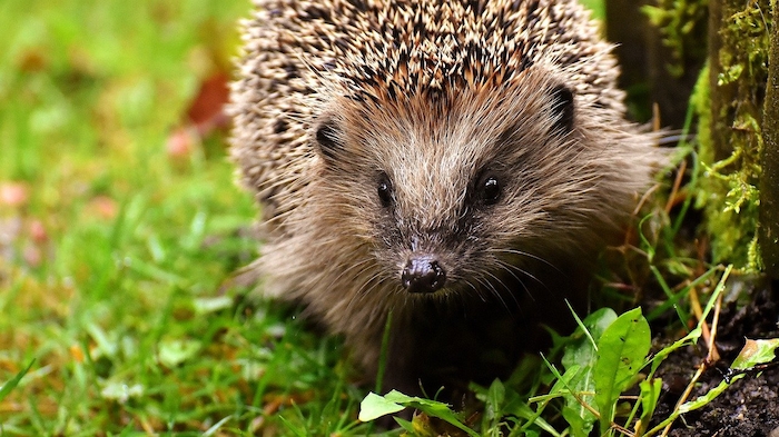 Advertiser.ie - Build a ‘hedgehog highway’ this spring with the ...