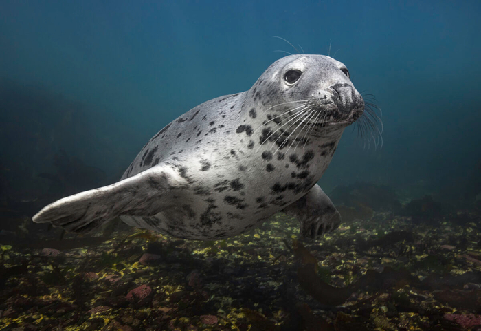 Advertiser.ie - Major two-part documentary on the natural history of ...